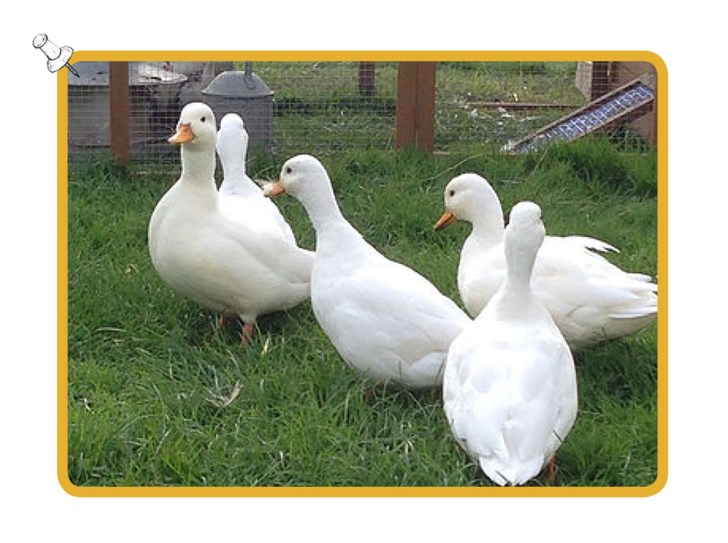 childrens-farm-ducks - Elm Nursery